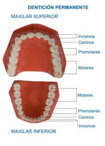 Dentición Permanente: ¿Cuántos dientes tienen los adultos?