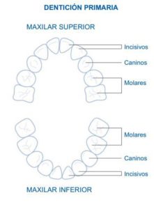 Dentición primaria: ¿Cuántos dientes tienen los niños?